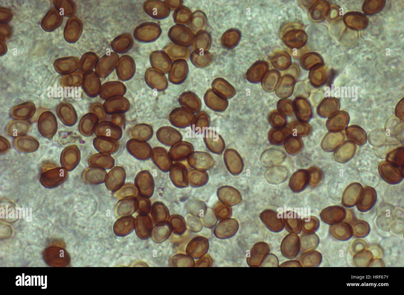 Mushroom Cell Under Microscope