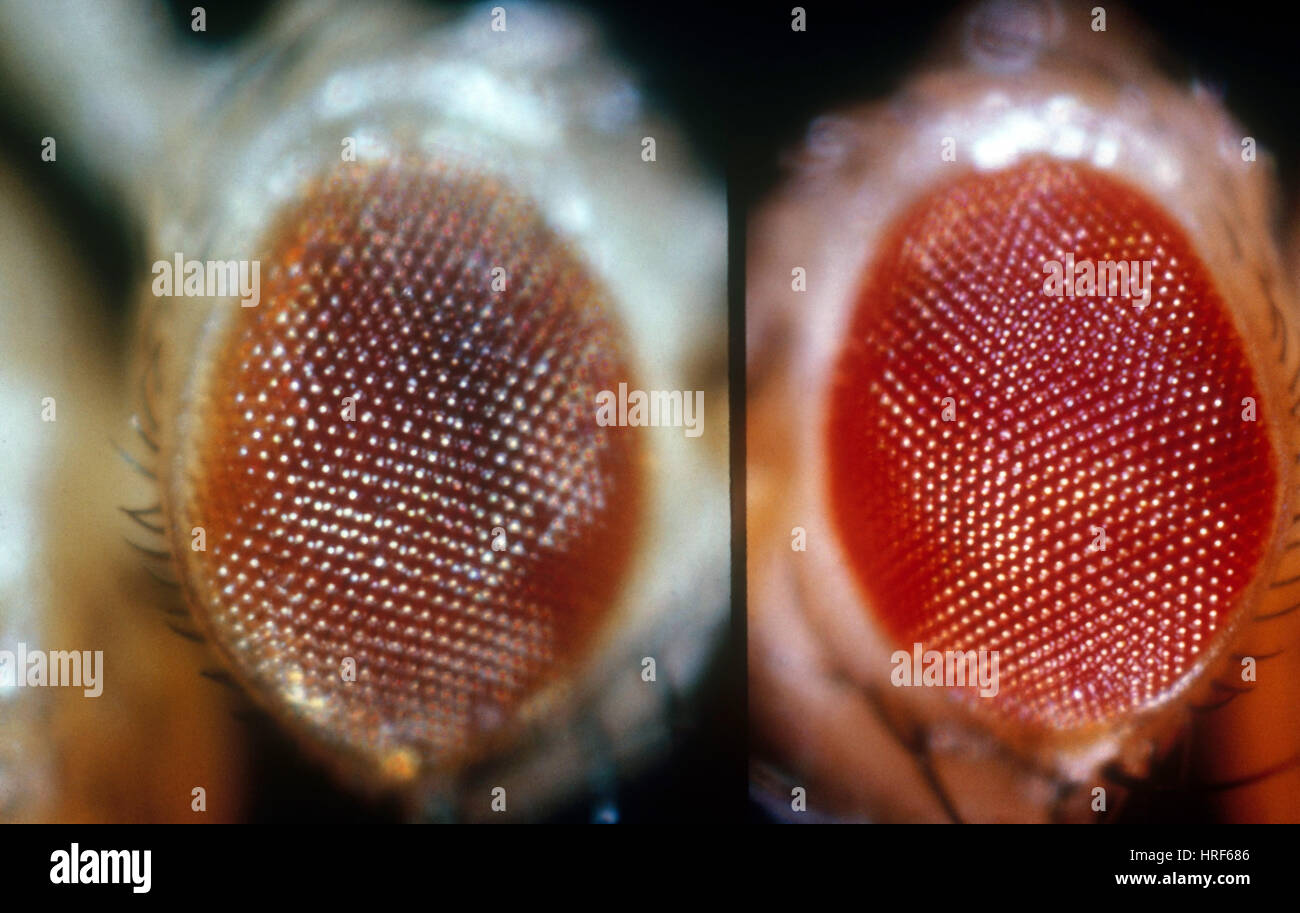 Drosophila mutant fly hi-res stock photography and images - Alamy