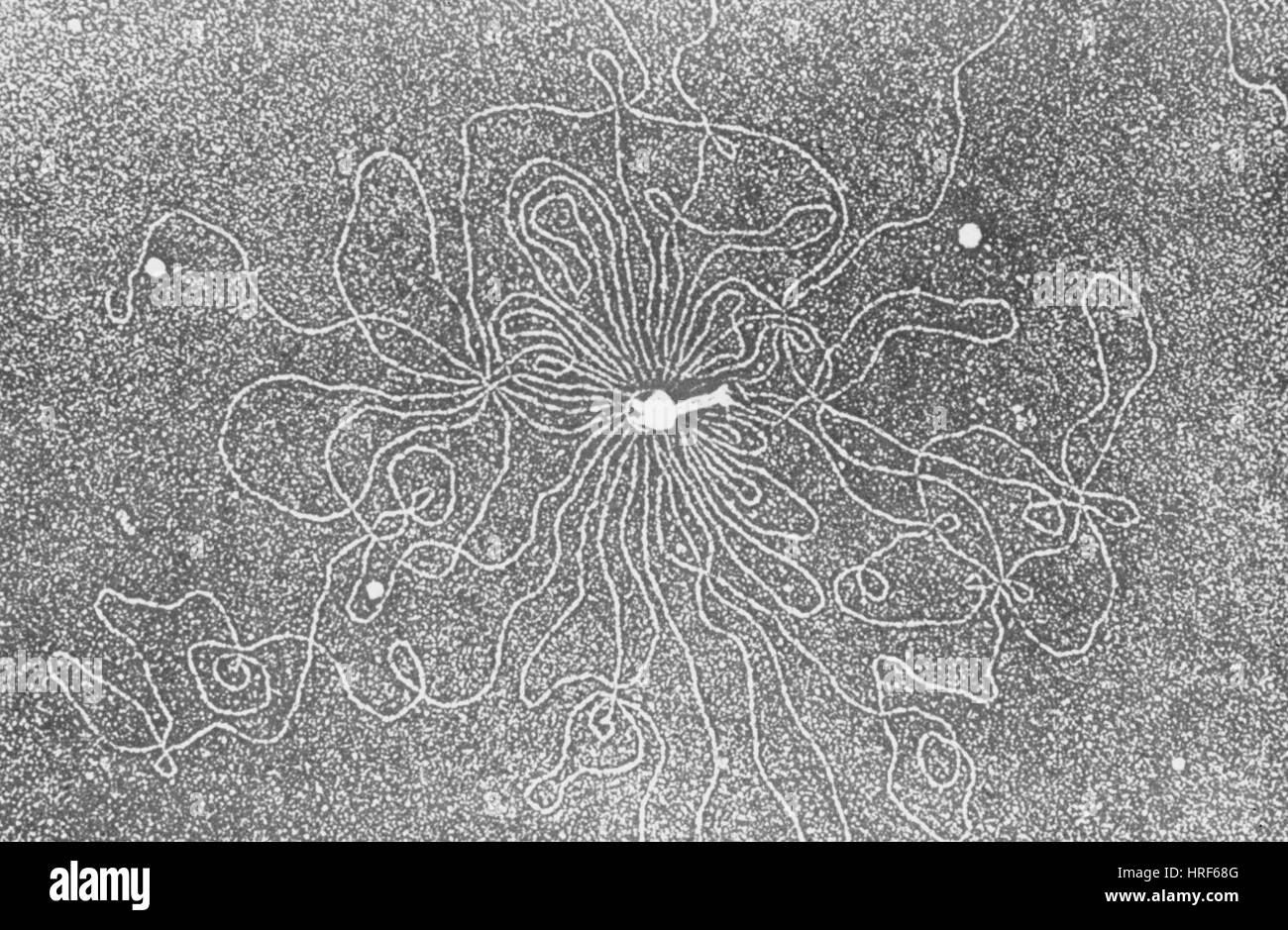 Transmission electron microscopy of dna hi-res stock photography and ...