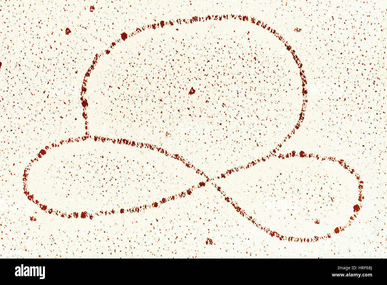 Dna replication micrograph hi-res stock photography and images - Alamy