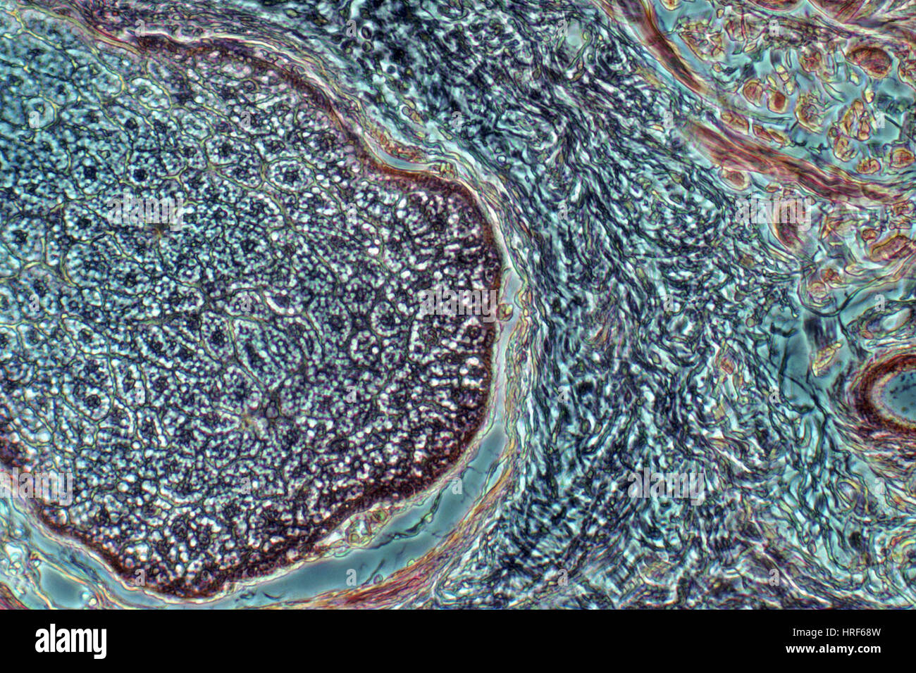 Skin cells magnified hi-res stock photography and images - Alamy