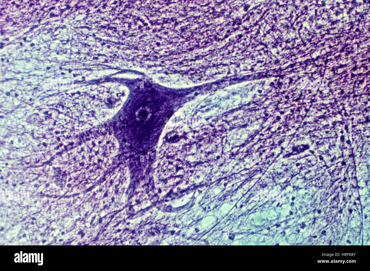 Ox spinal cord Stock Photo - Alamy