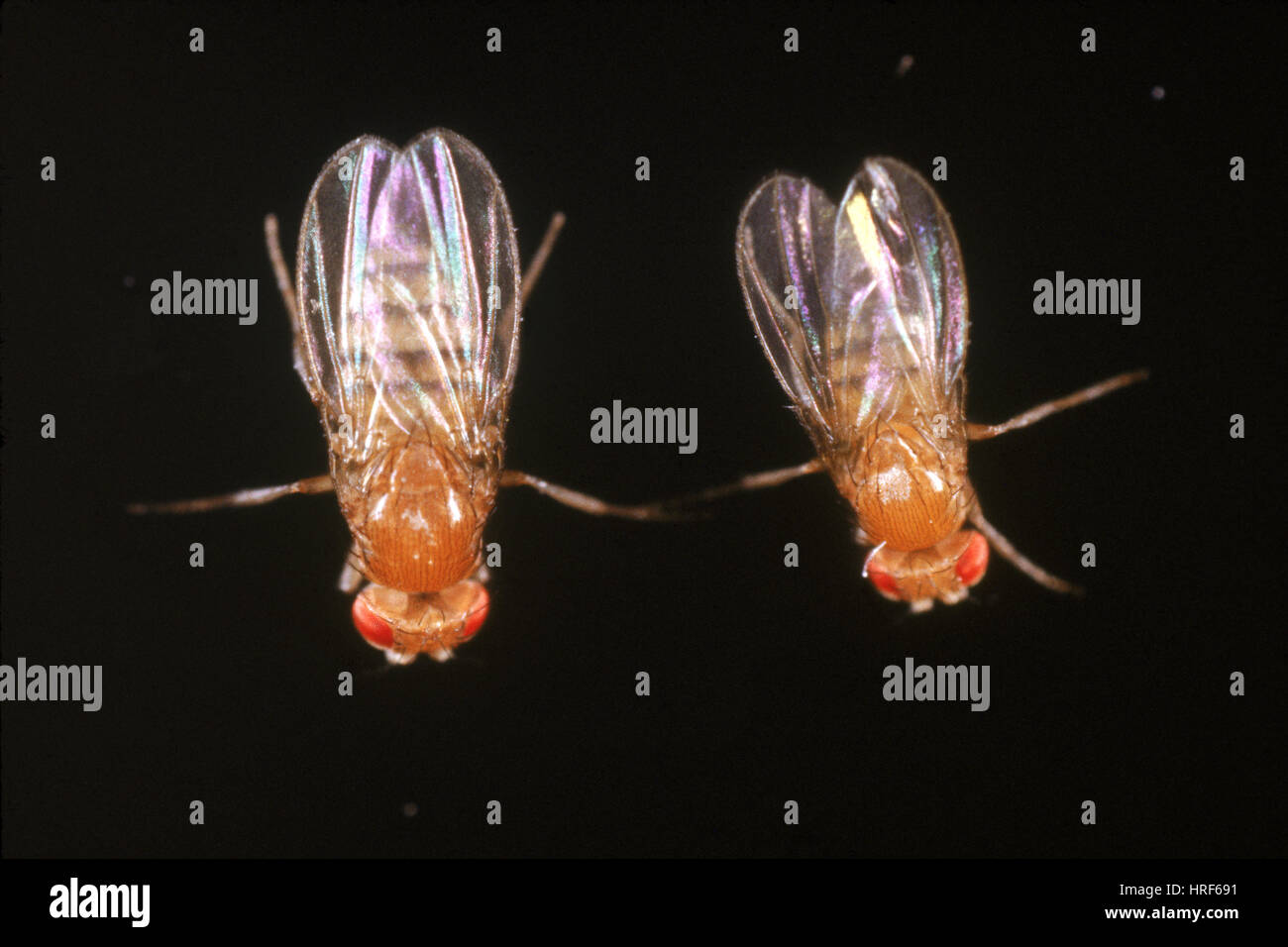 That flies hi-res stock photography and images - Alamy