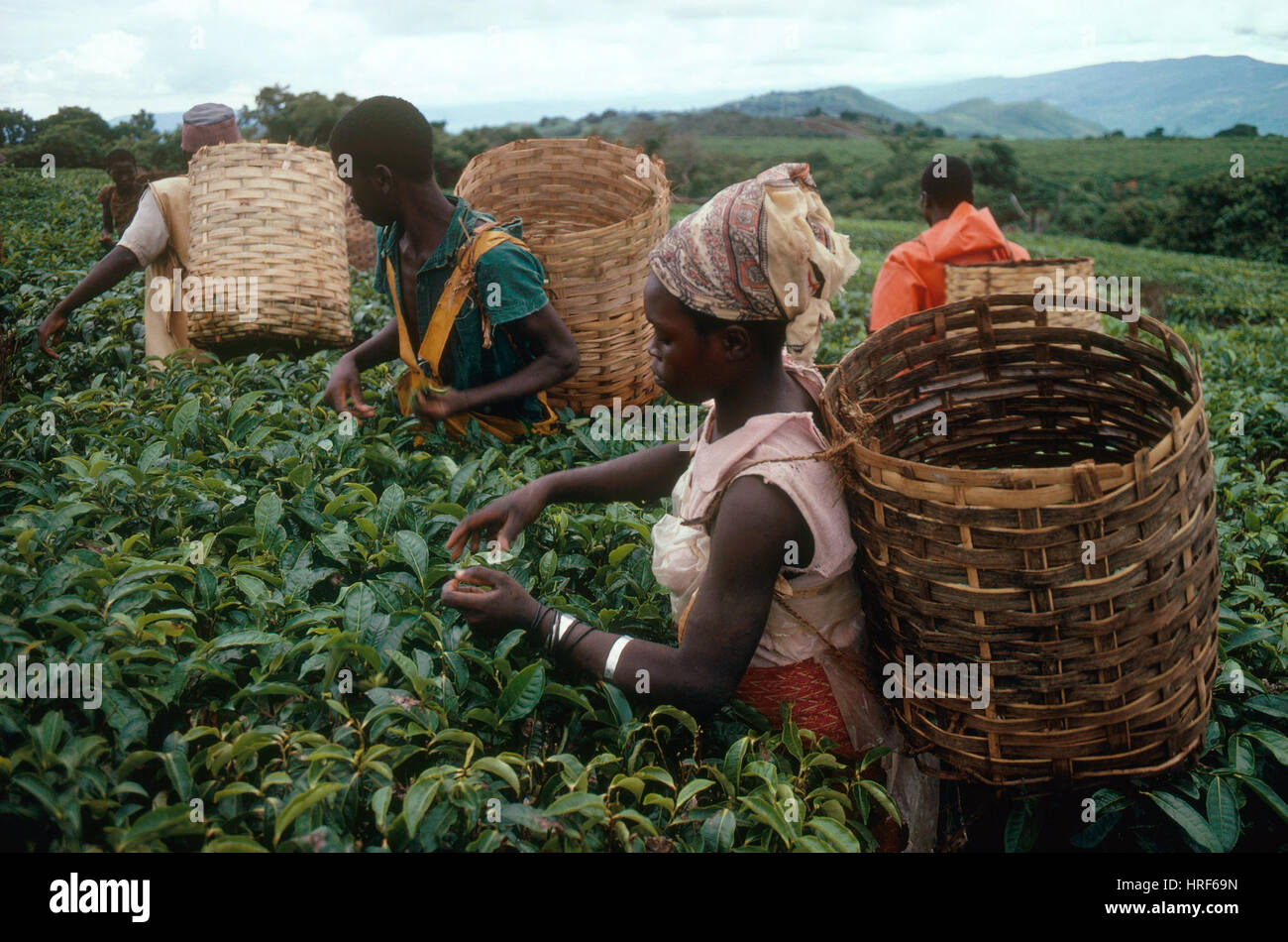 Tea Plantation, Tanzania Stock Photo - Alamy