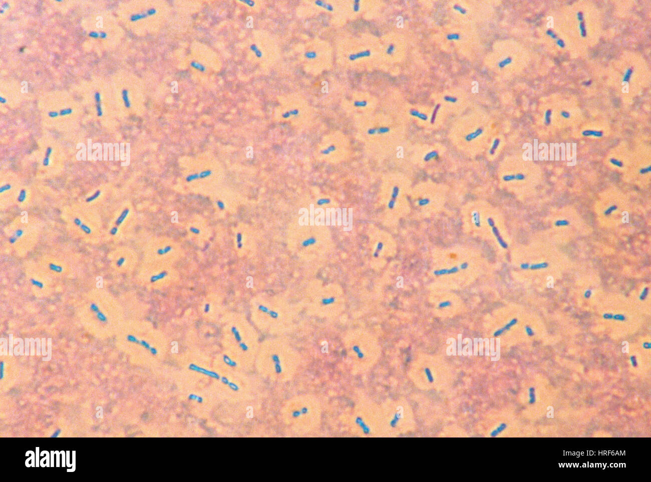 Bacteria capsules hi-res stock photography and images - Alamy