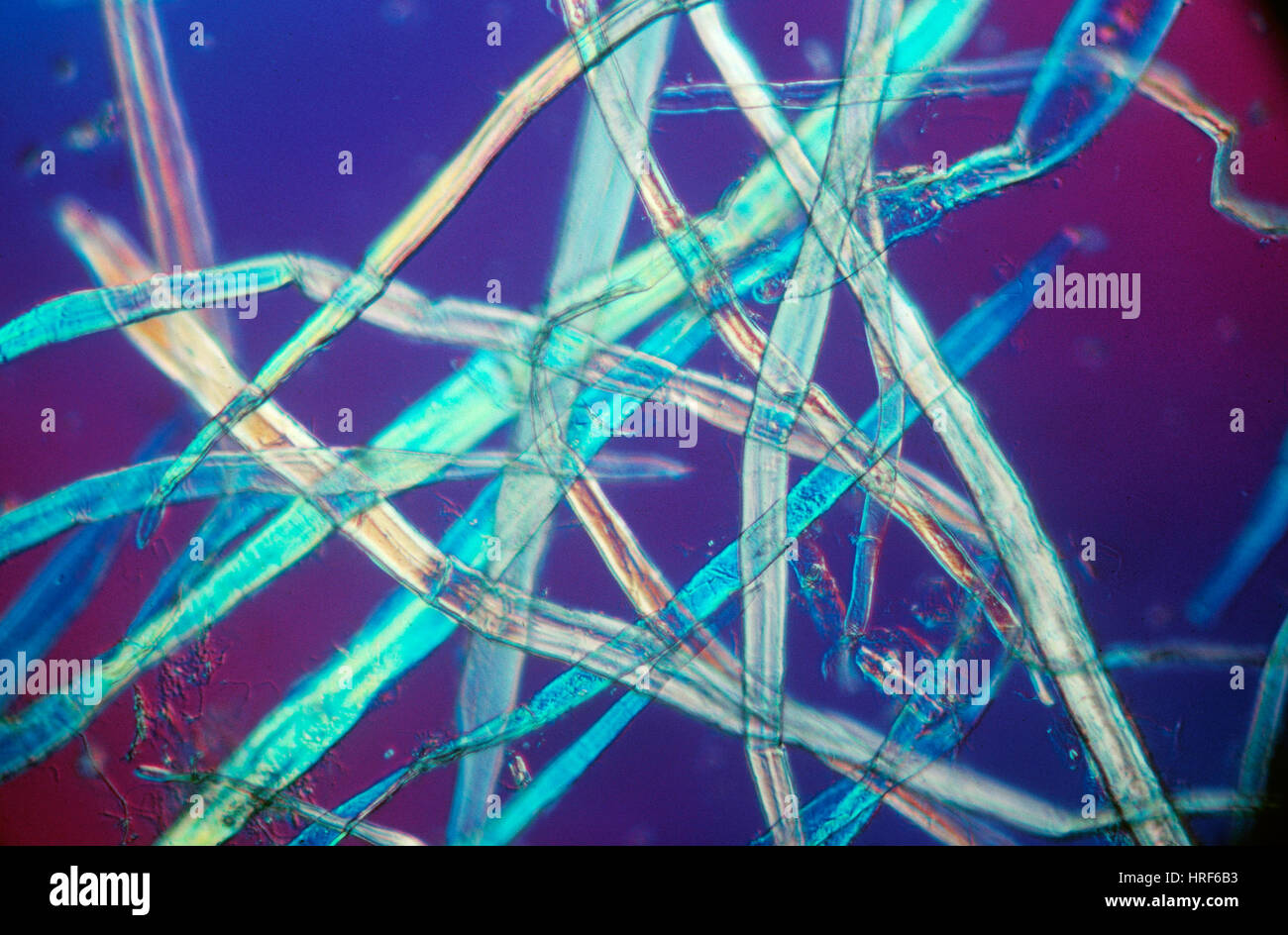 Magnified paper hi-res stock photography and images - Alamy