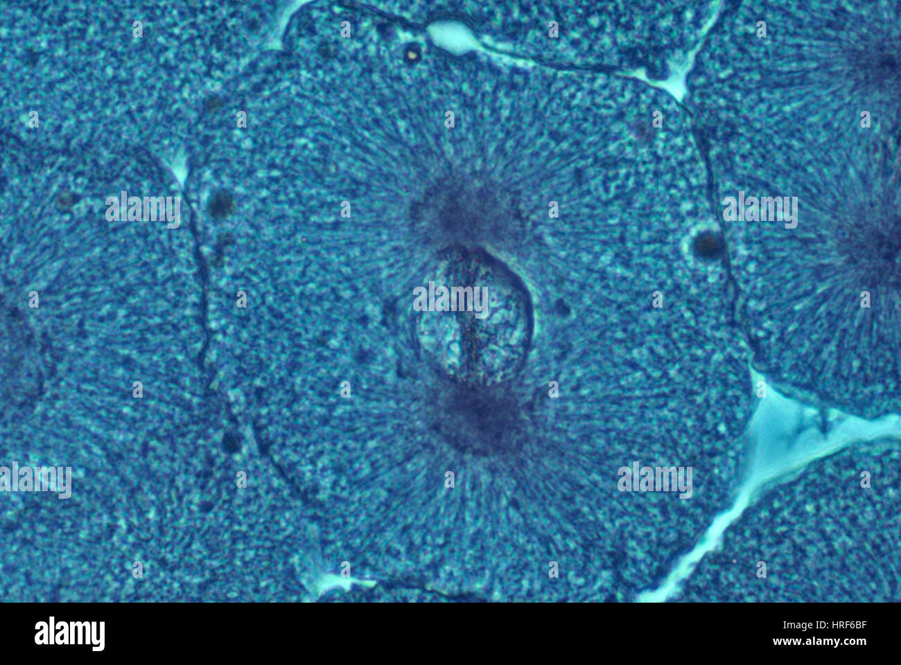 Animal cell organelle micrograph hi-res stock photography and images ...