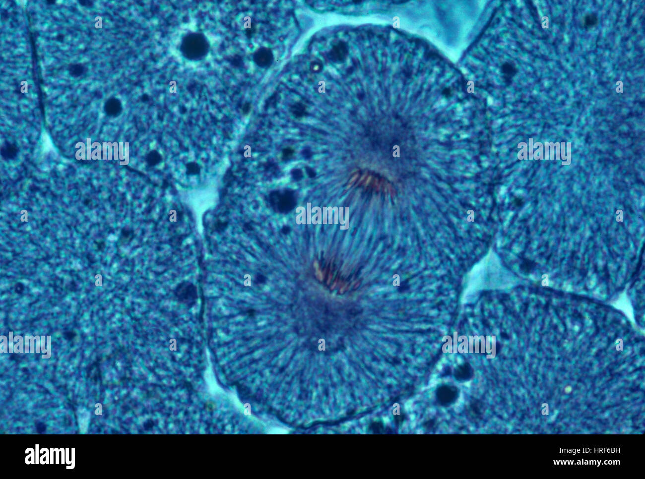 Whitefish Cells in Anaphase, LM Stock Photo - Alamy