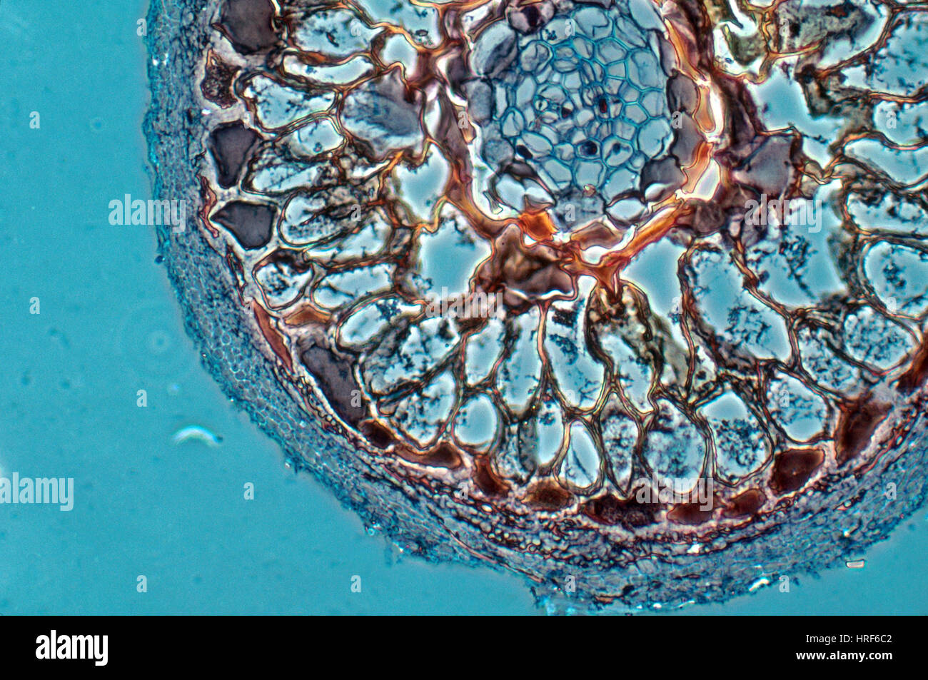 Mycorrhizae root hi-res stock photography and images - Alamy