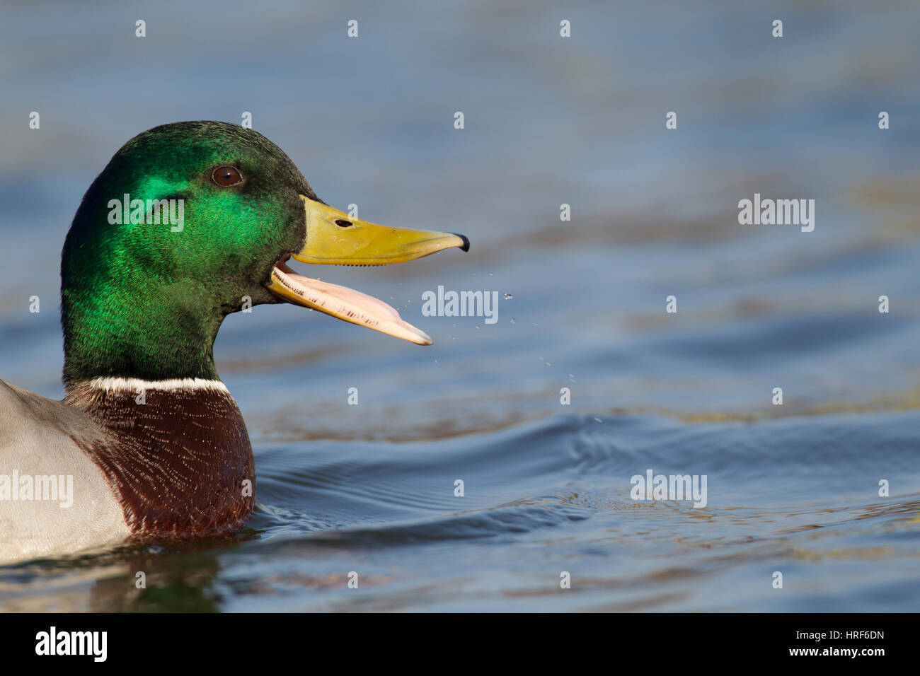 Mallard duck Anas platyrhynchos adult male quacking Stock Photo - Alamy
