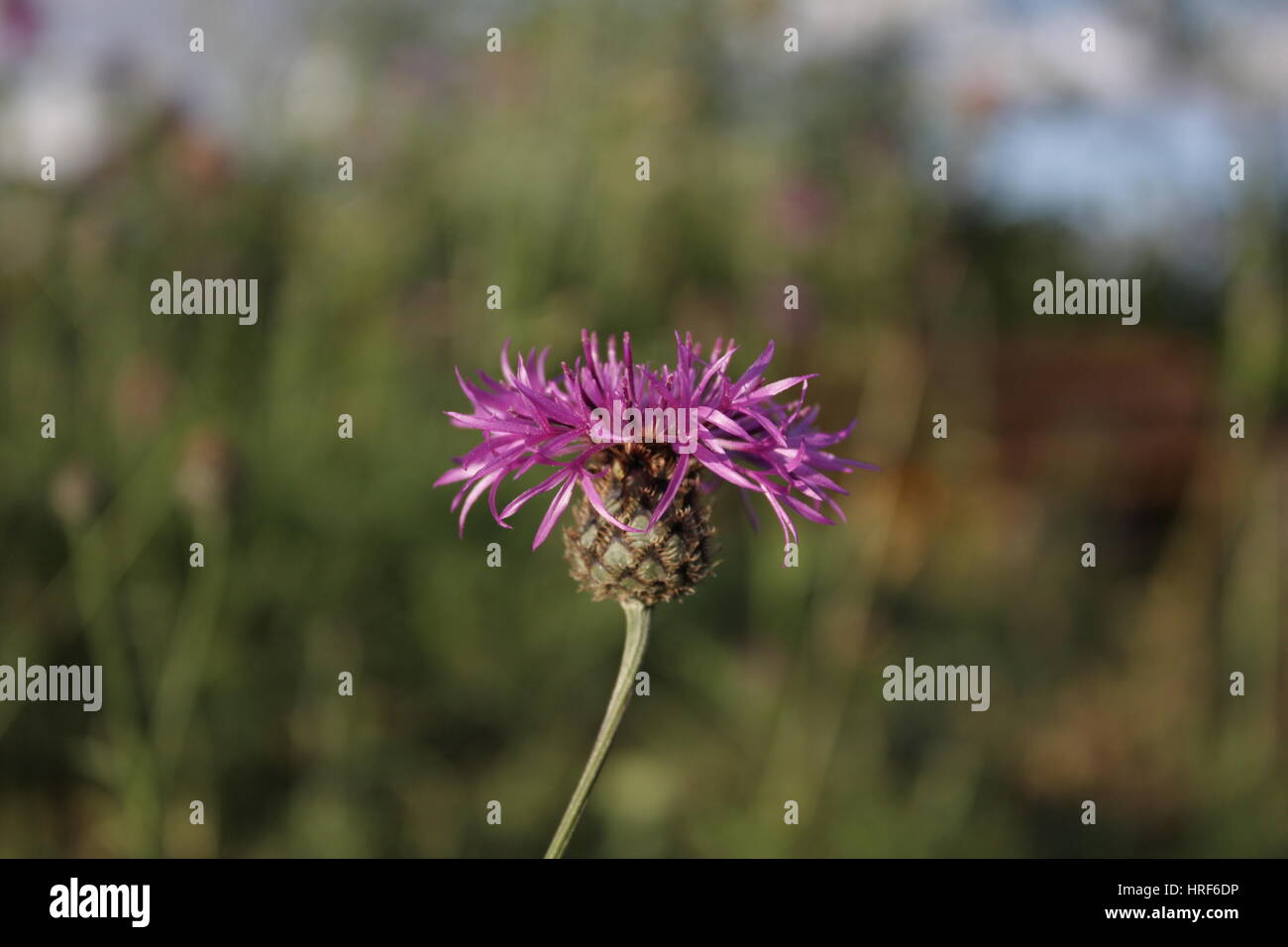 Purple flowers knapweed roadside hi-res stock photography and images ...