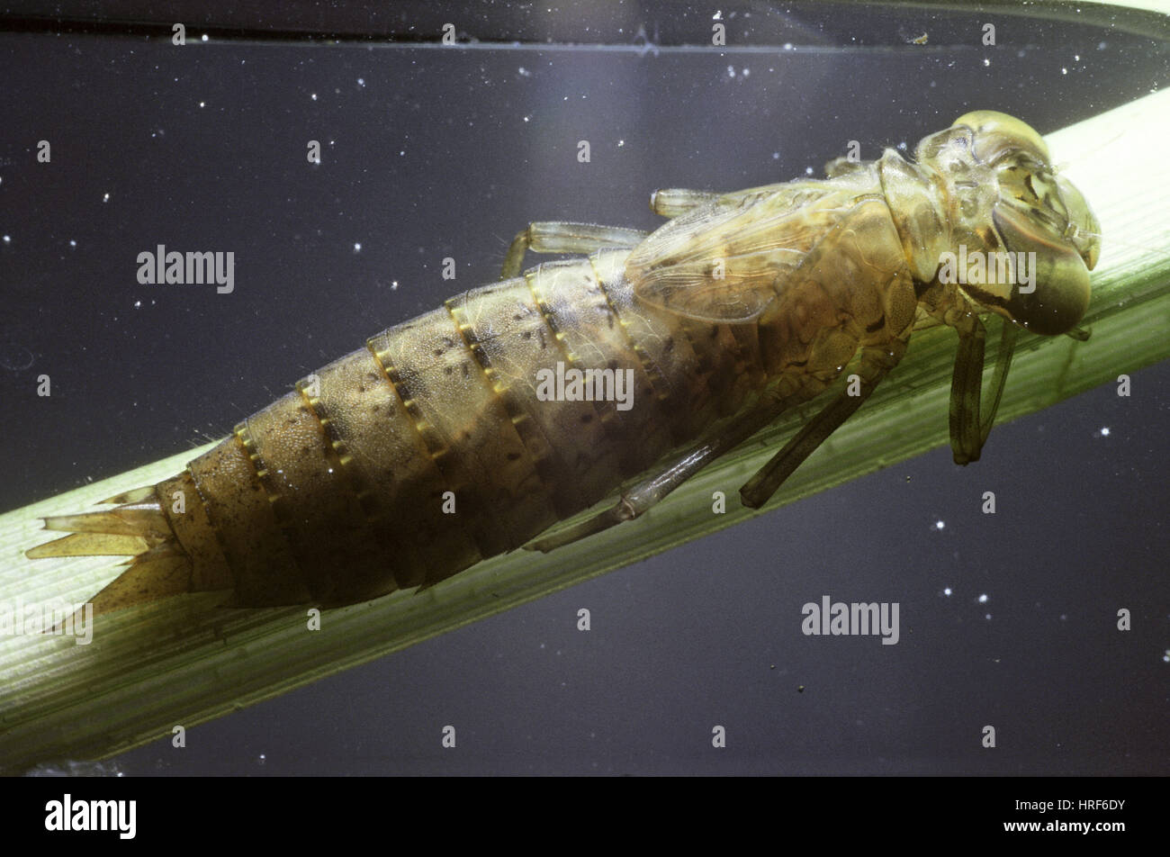 Dragonfly nymph underwater hi-res stock photography and images - Alamy