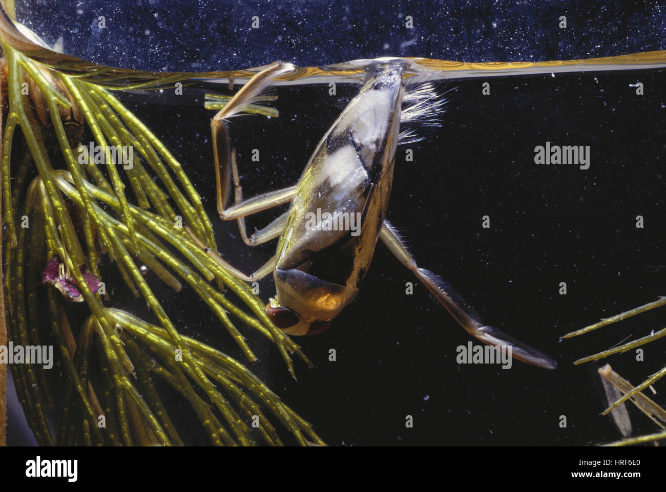 Back swimmer insect hi-res stock photography and images - Alamy