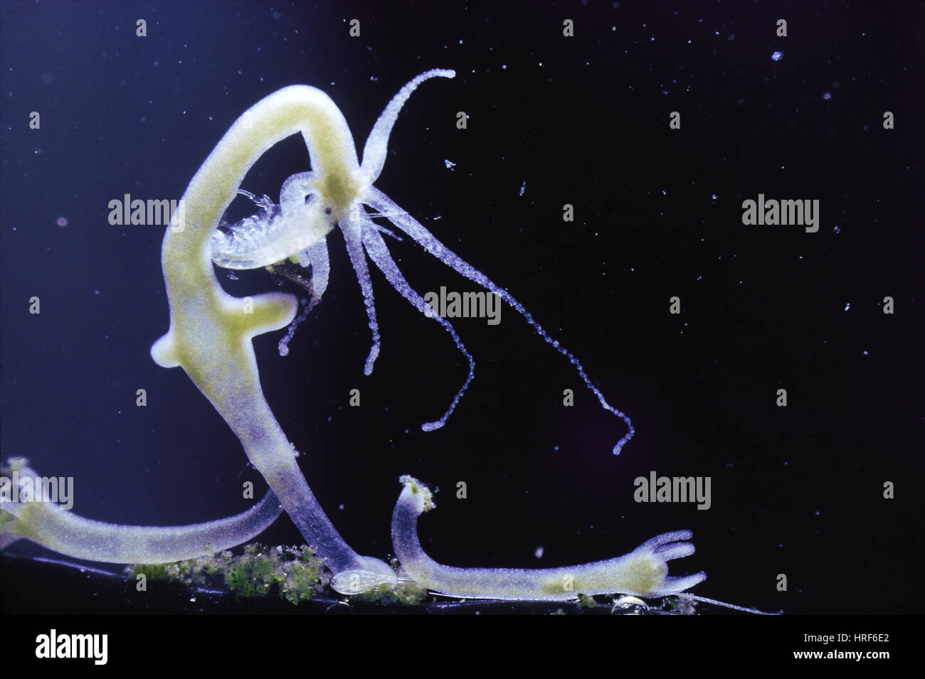 Hydra oligactis hi-res stock photography and images - Alamy