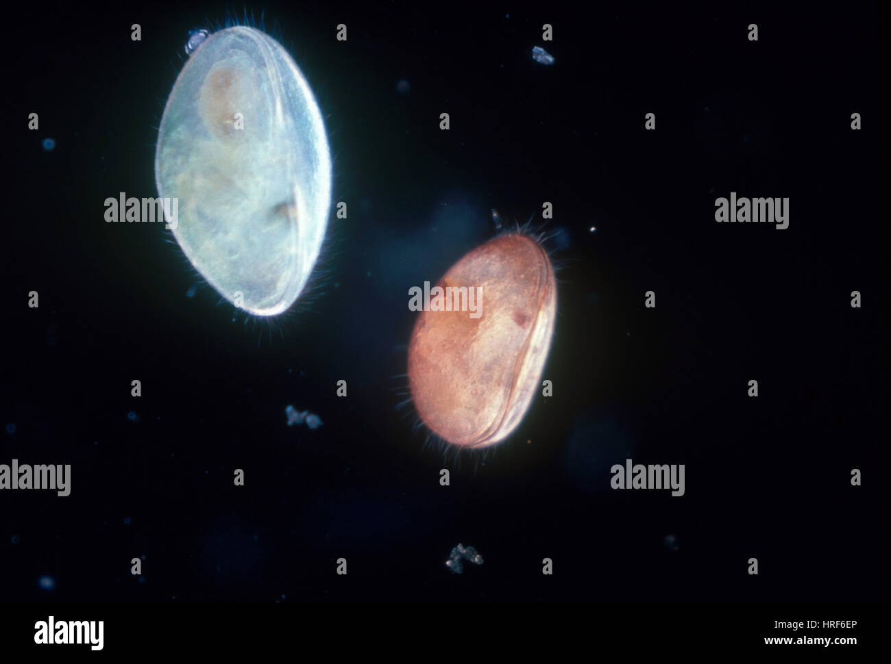 Seed shrimp ostracoda hi-res stock photography and images - Alamy