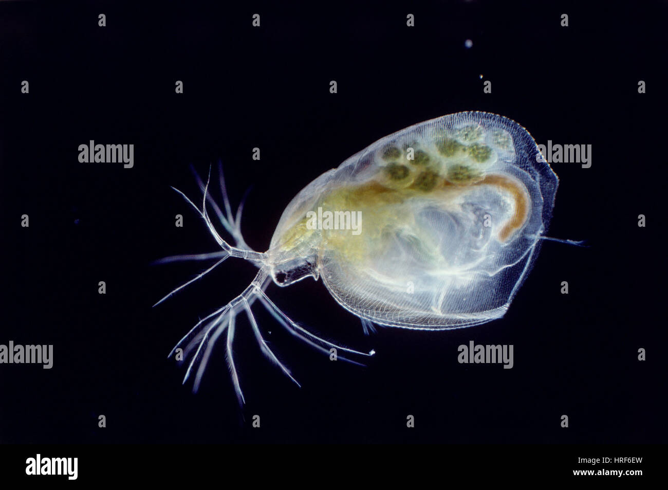 Simocephalus hi-res stock photography and images - Alamy