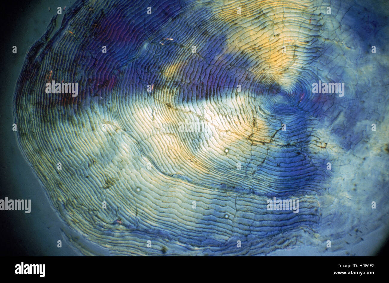 Microscopic scales hi-res stock photography and images - Alamy