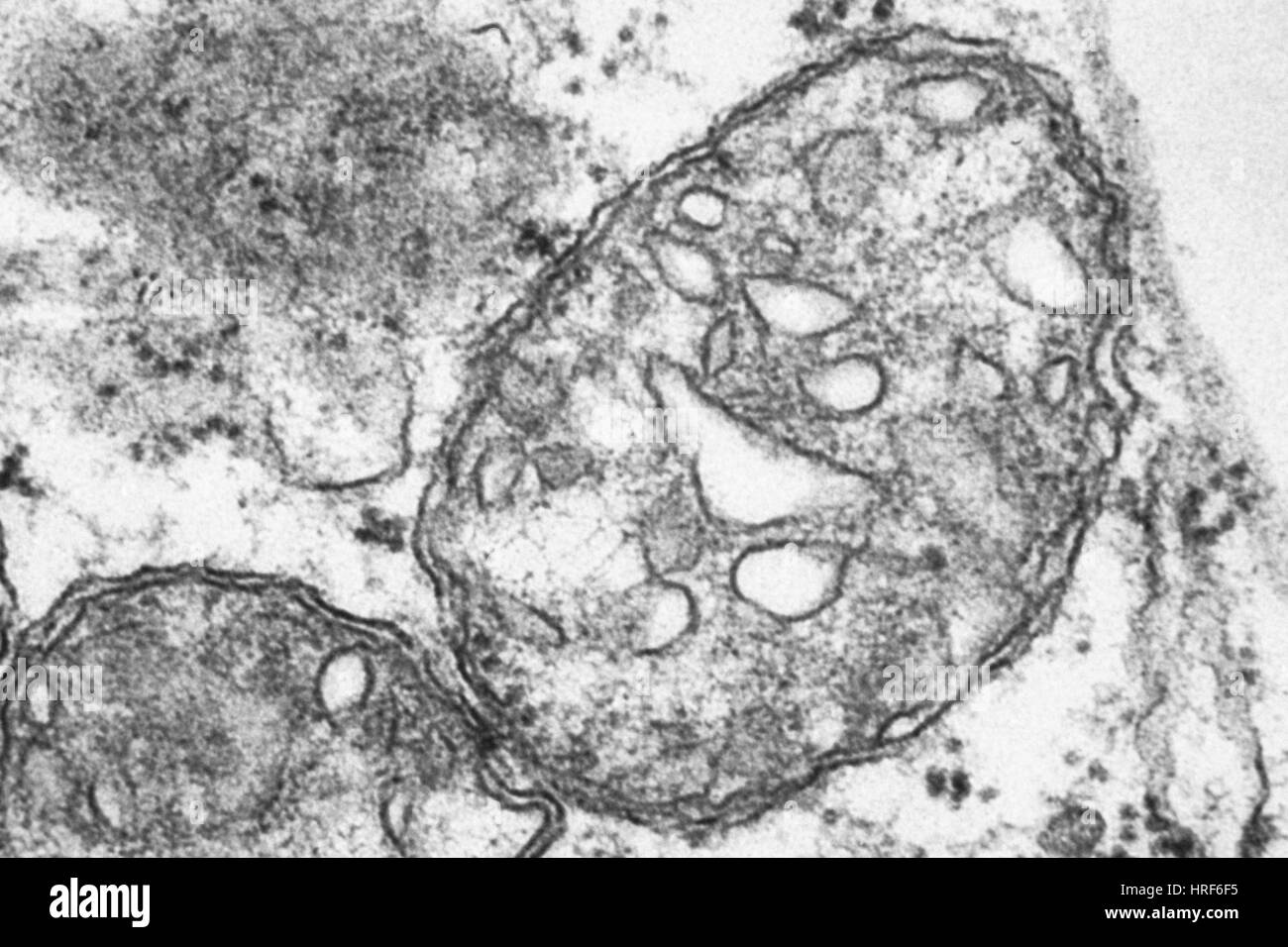 Mitochondrion tem hi-res stock photography and images - Alamy