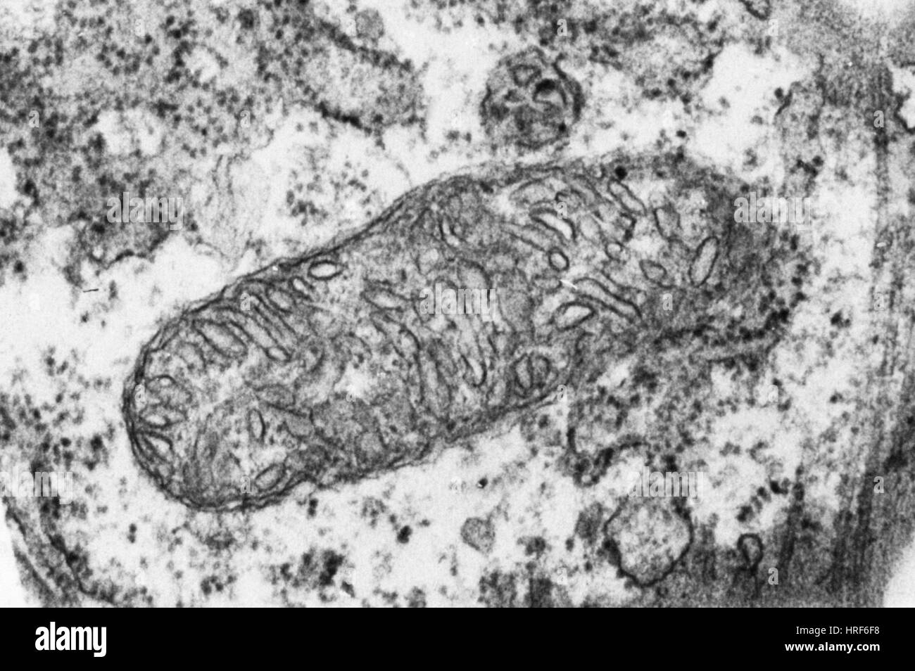 Mitochondria tem hi-res stock photography and images - Alamy
