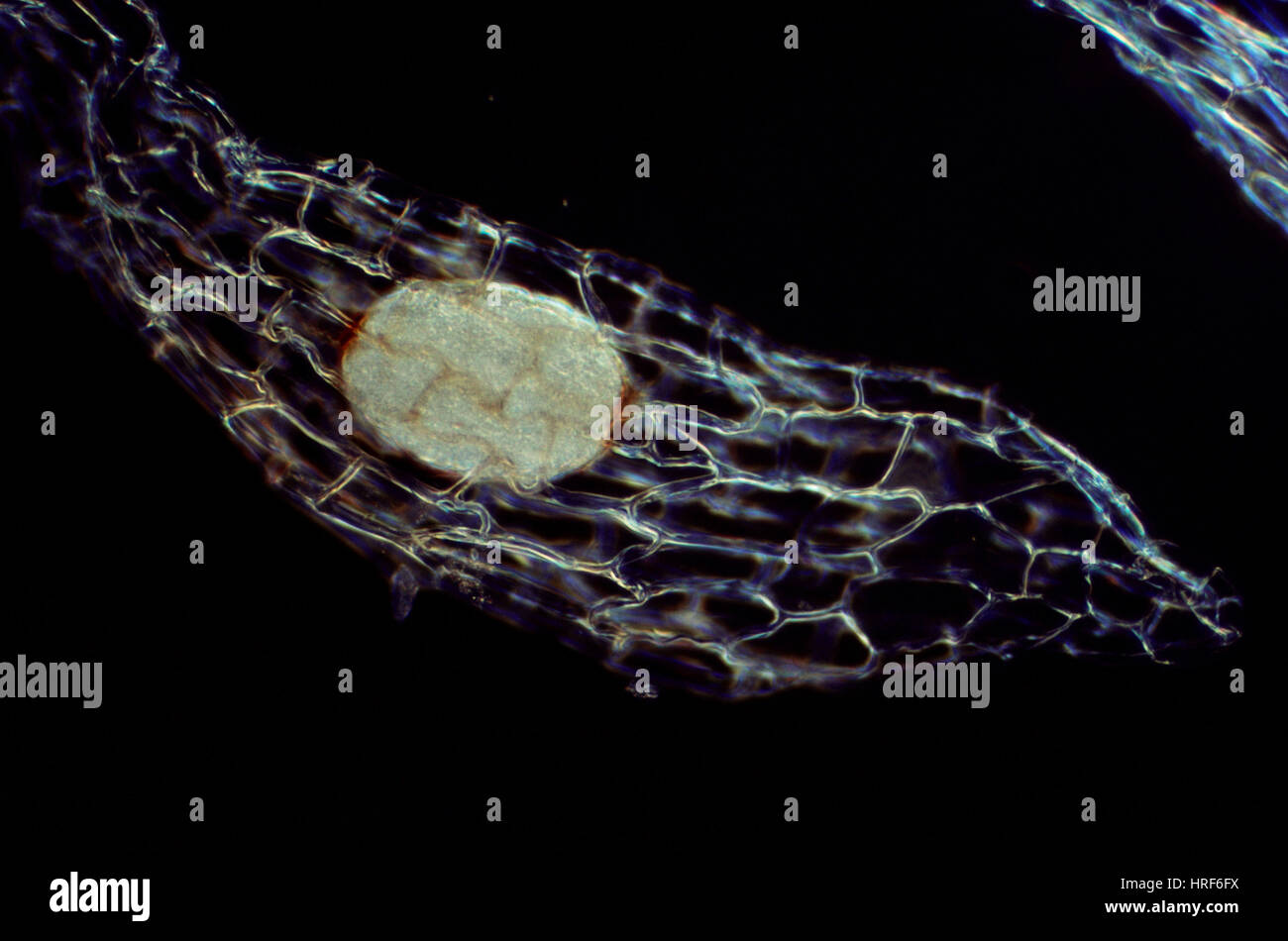 Anatomy of seed hi-res stock photography and images - Alamy