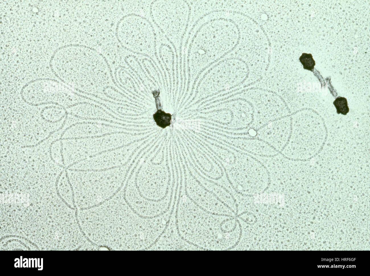 Transmission electron microscopy of dna hi-res stock photography and ...