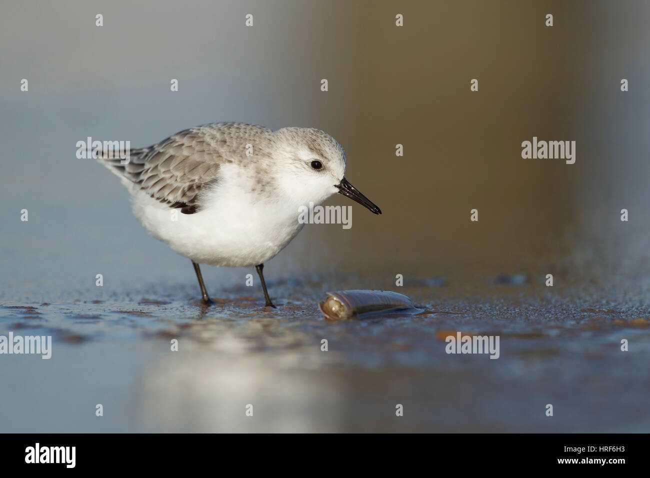 Sanderling Calidris alba adult bird in winter plumage on a sandy beach ...