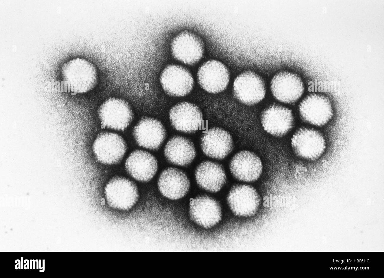Adenovirus microscopy Black and White Stock Photos & Images - Alamy