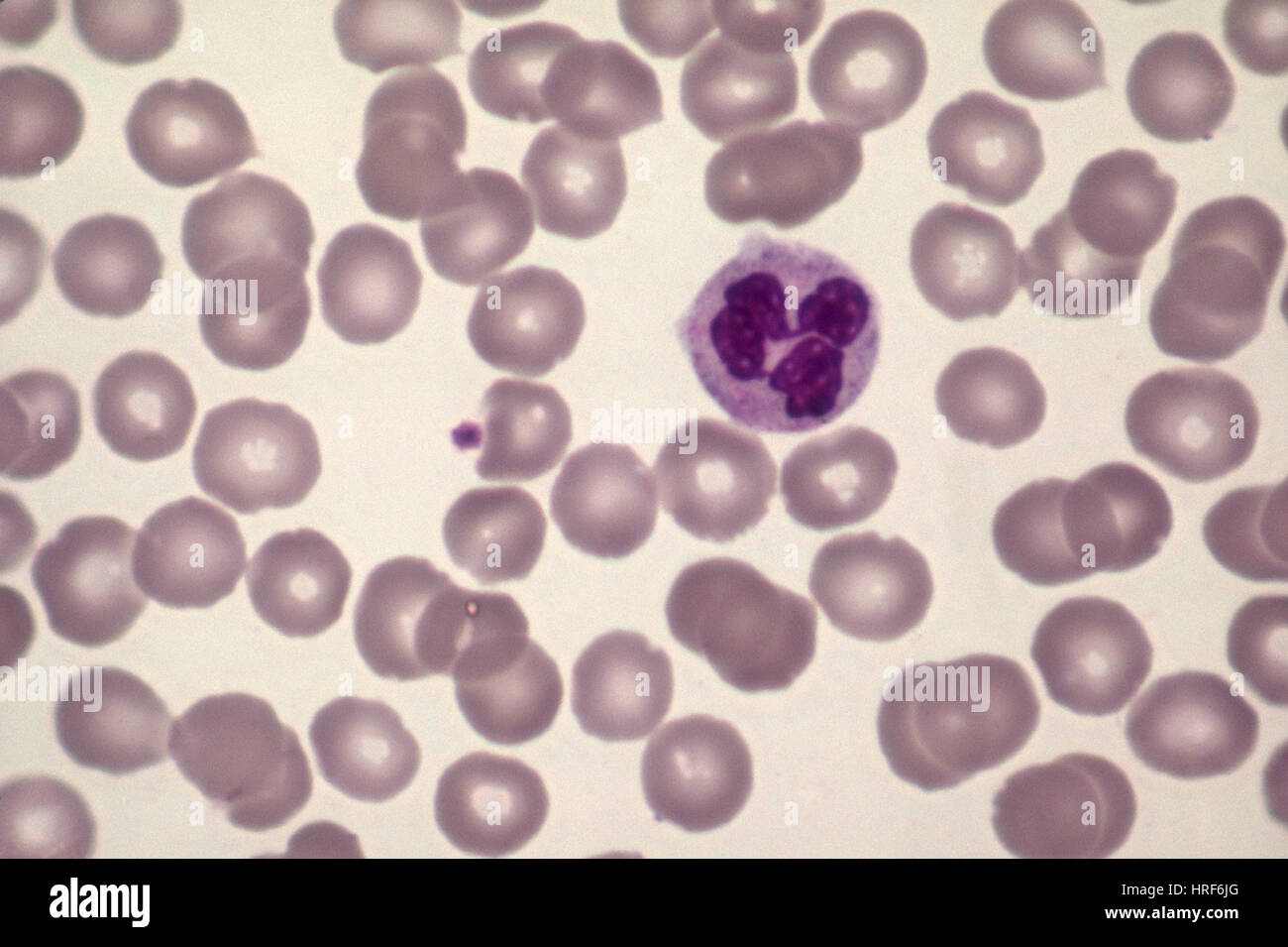 Neutrophil histology hi-res stock photography and images - Alamy