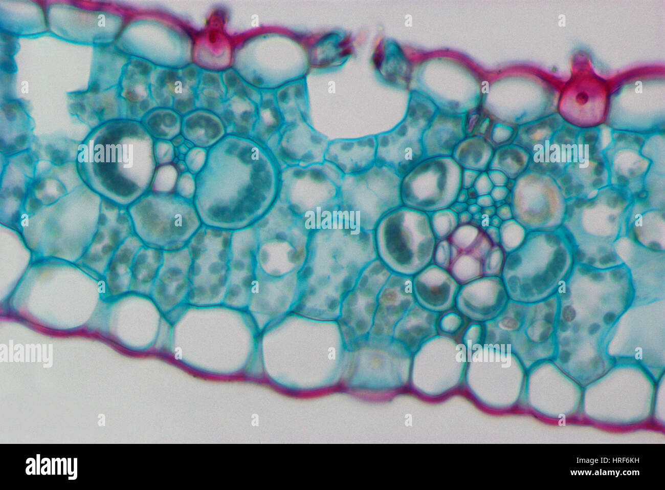 Corn Leaf Cross Section Phloem Vascular, Vascular Bundle, Vein