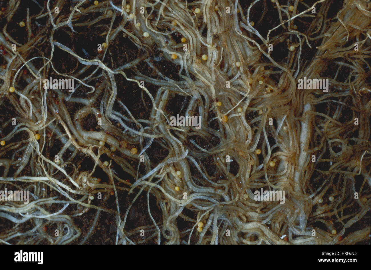Golden Nematode Cysts Stock Photo - Alamy