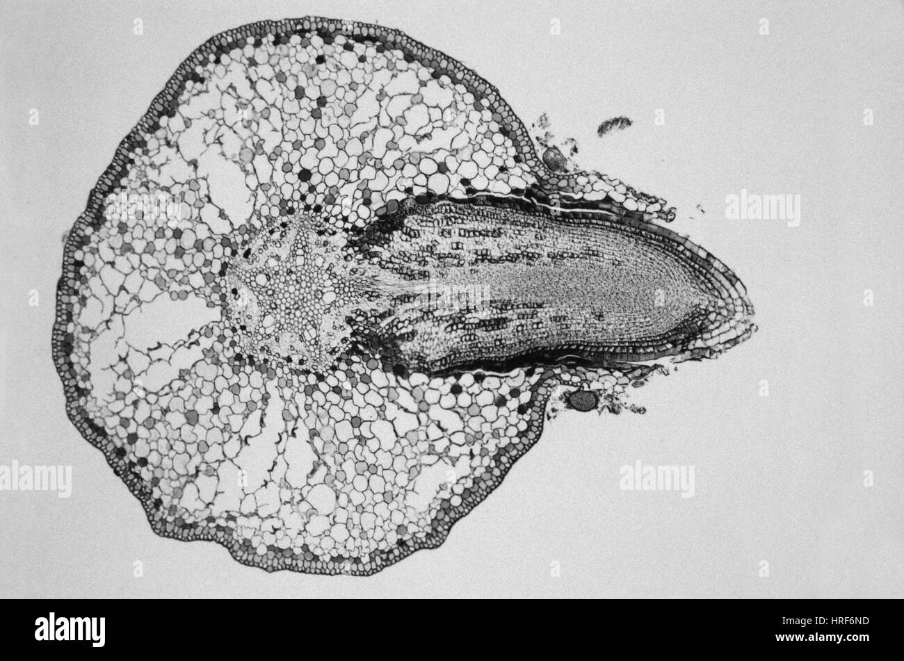 Willow structure Black and White Stock Photos & Images - Alamy