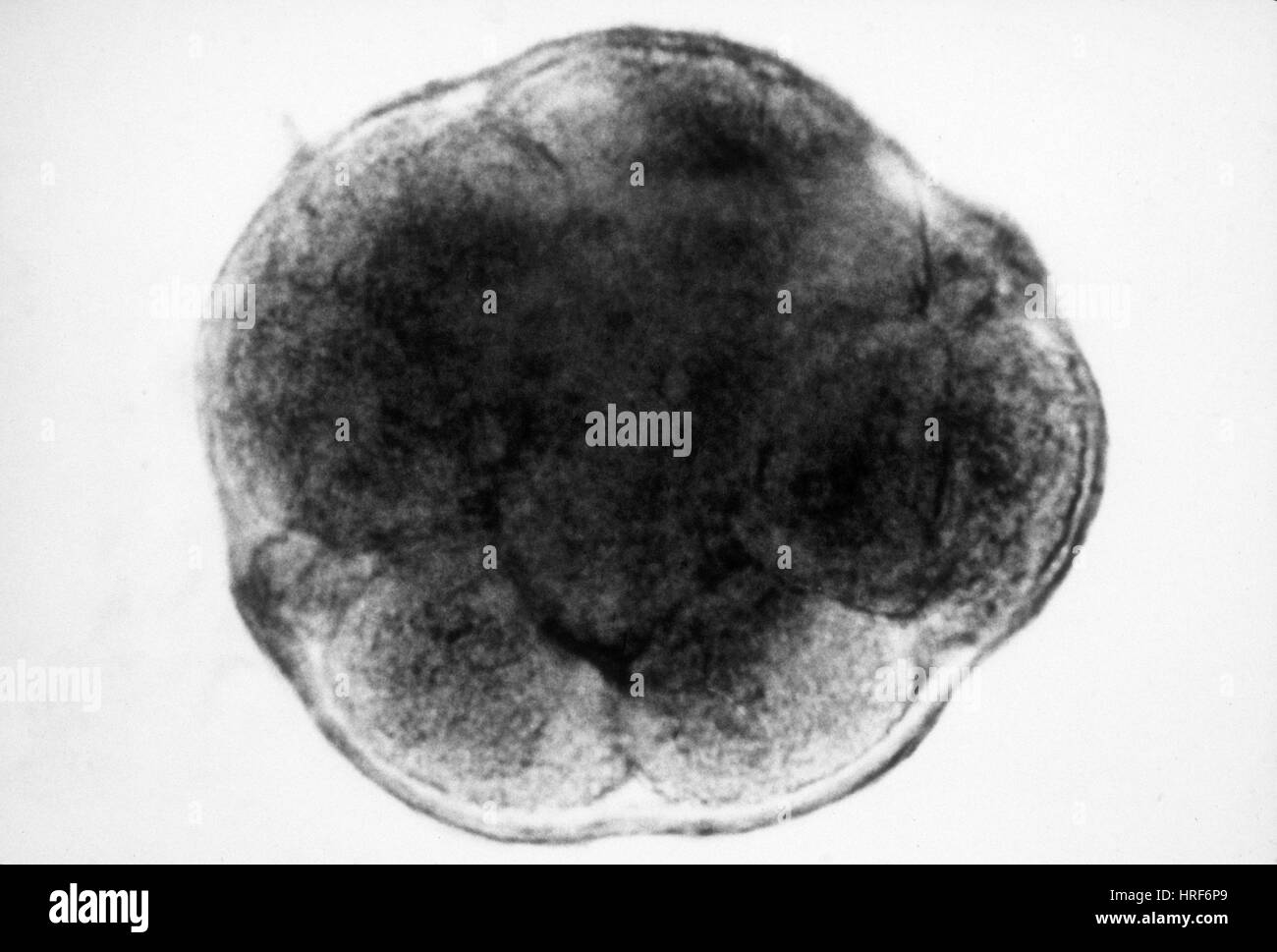 Egg cell micrograph Black and White Stock Photos & Images - Alamy