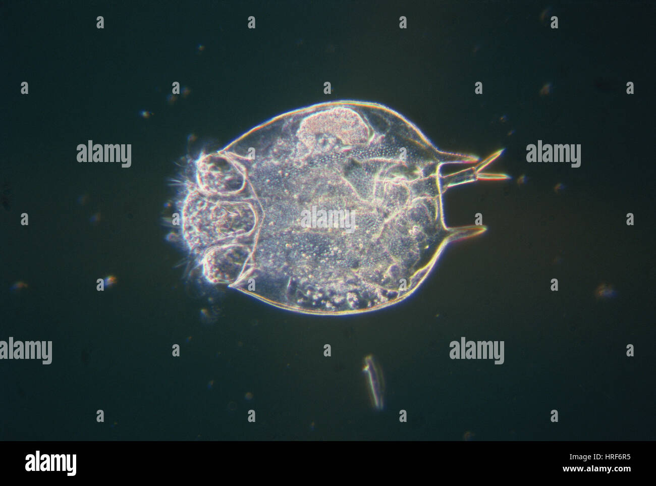 Platyias hi-res stock photography and images - Alamy