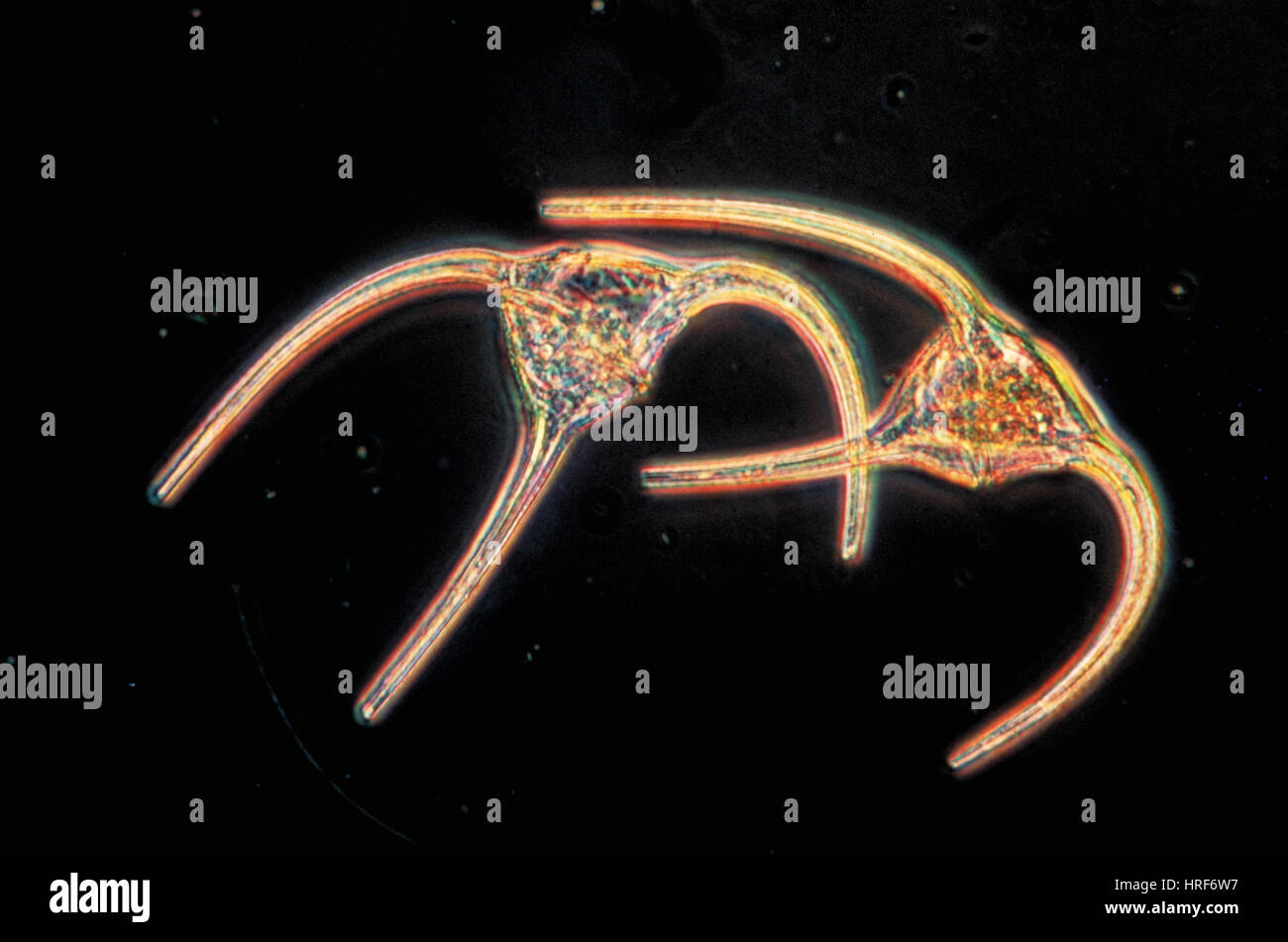 Dinoflagellates High Resolution Stock Photography and Images - Alamy