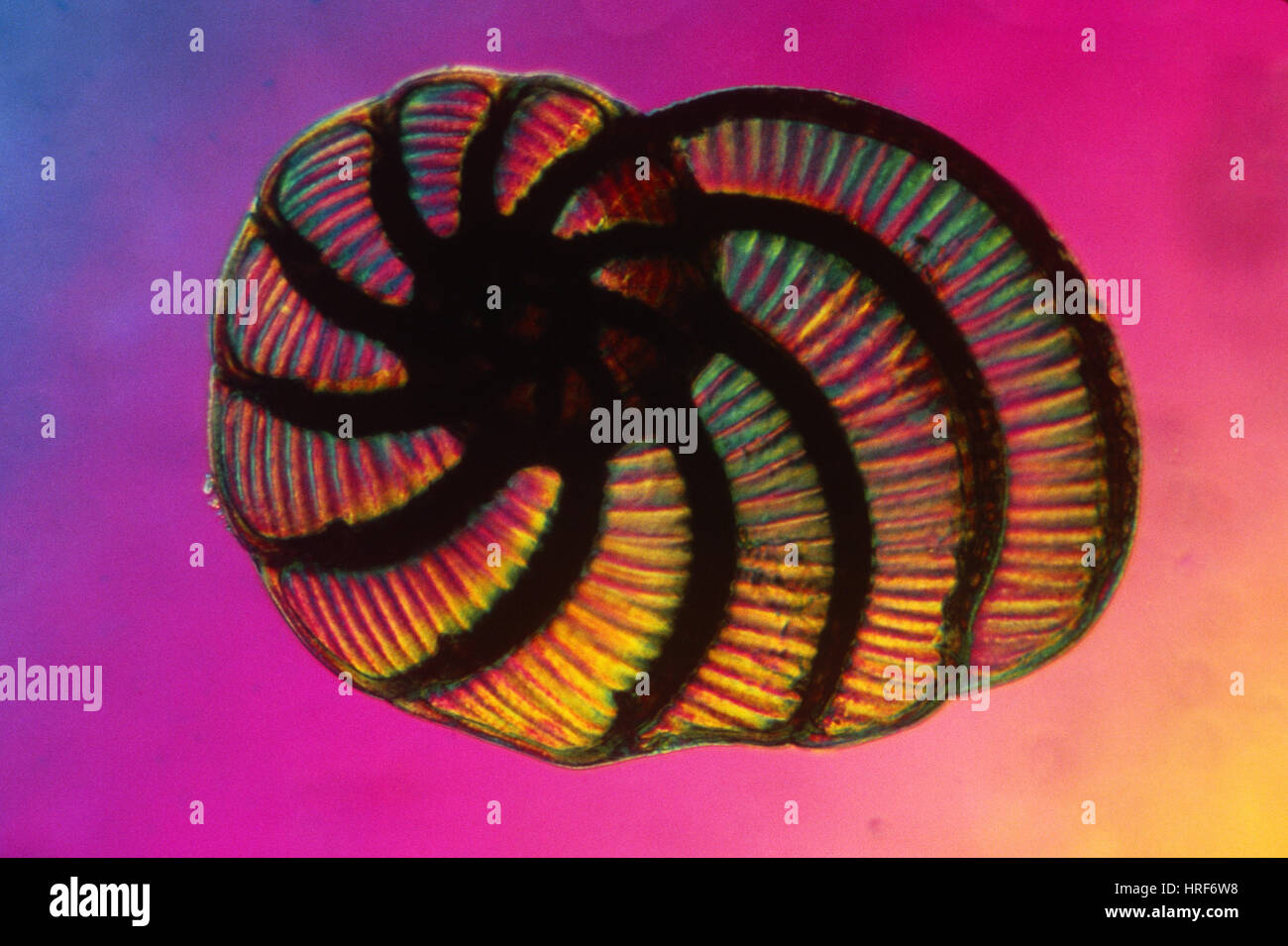 Foraminiferans hi-res stock photography and images - Alamy