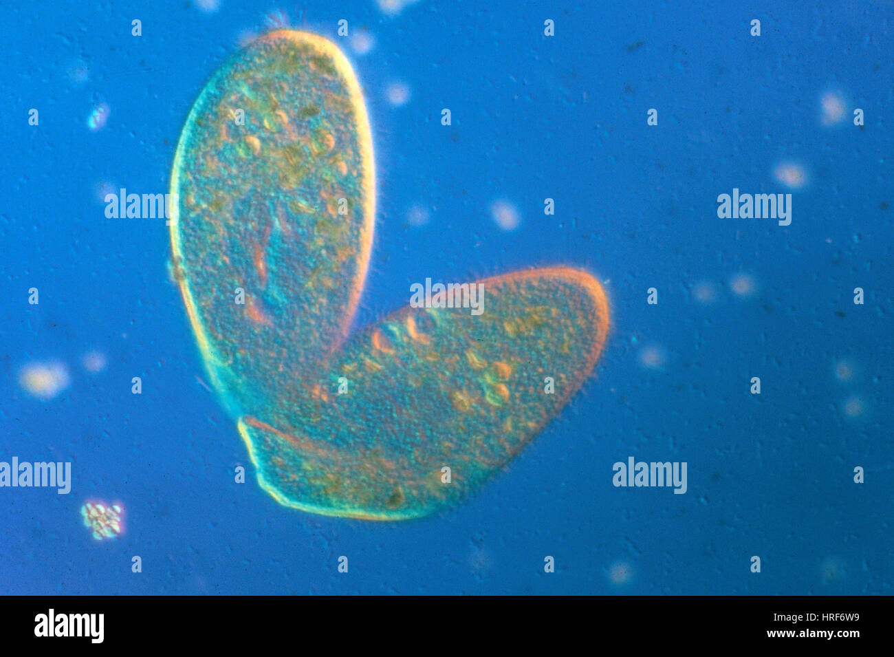 Single celled protist hi-res stock photography and images - Alamy