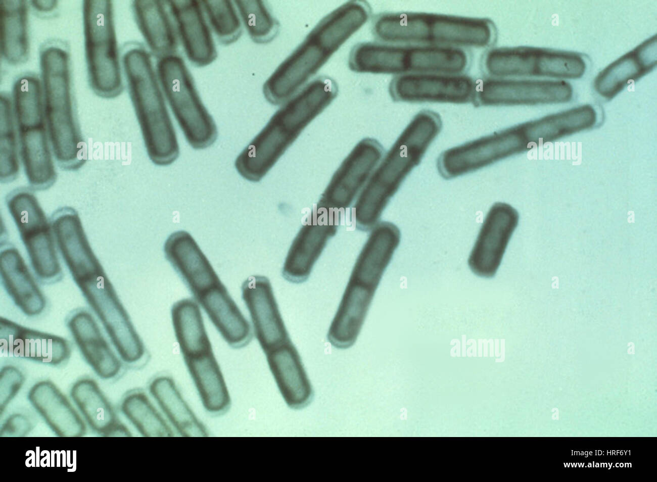 Bacillus cereus bacteria hi-res stock photography and images - Alamy
