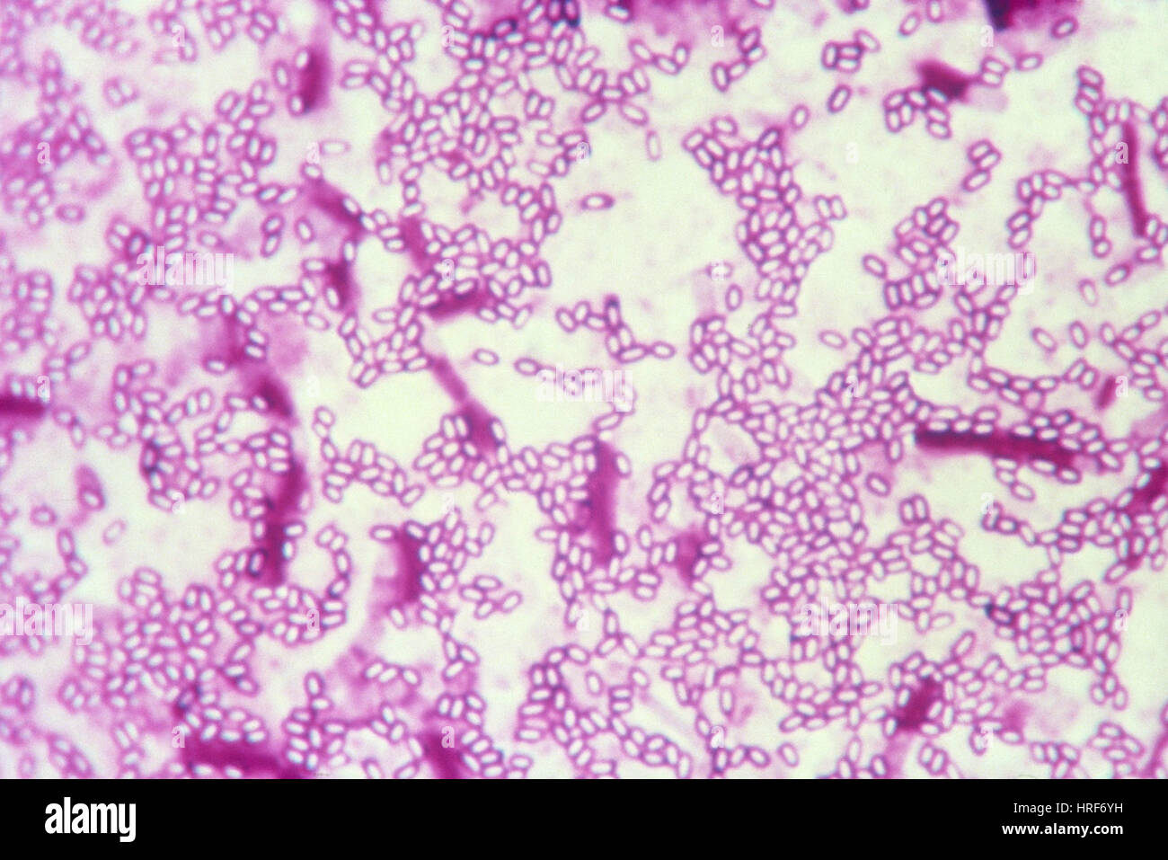 Bacillus sp. Bacteria, LM Stock Photo: 134944421 - Alamy