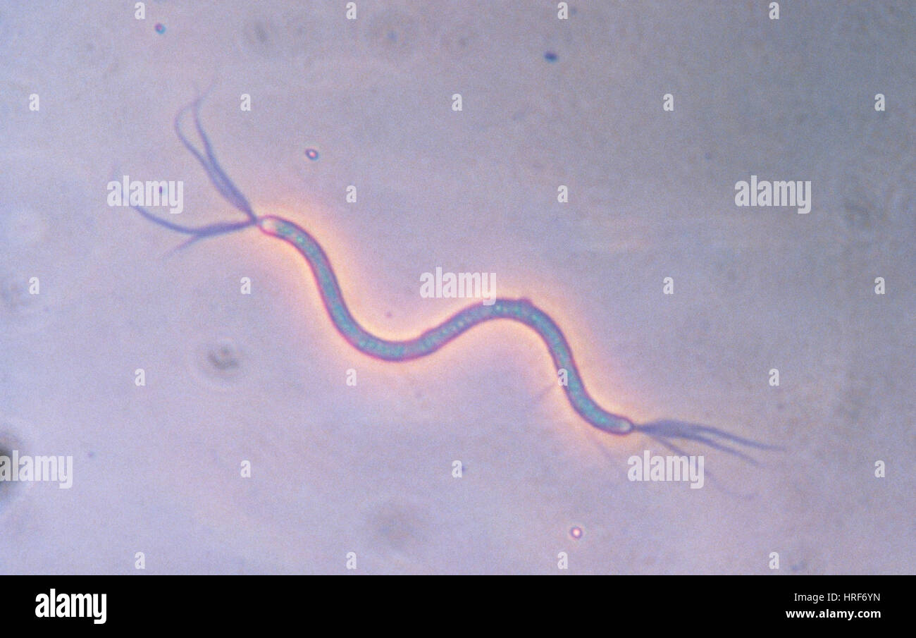 Spirillum hi-res stock photography and images - Alamy