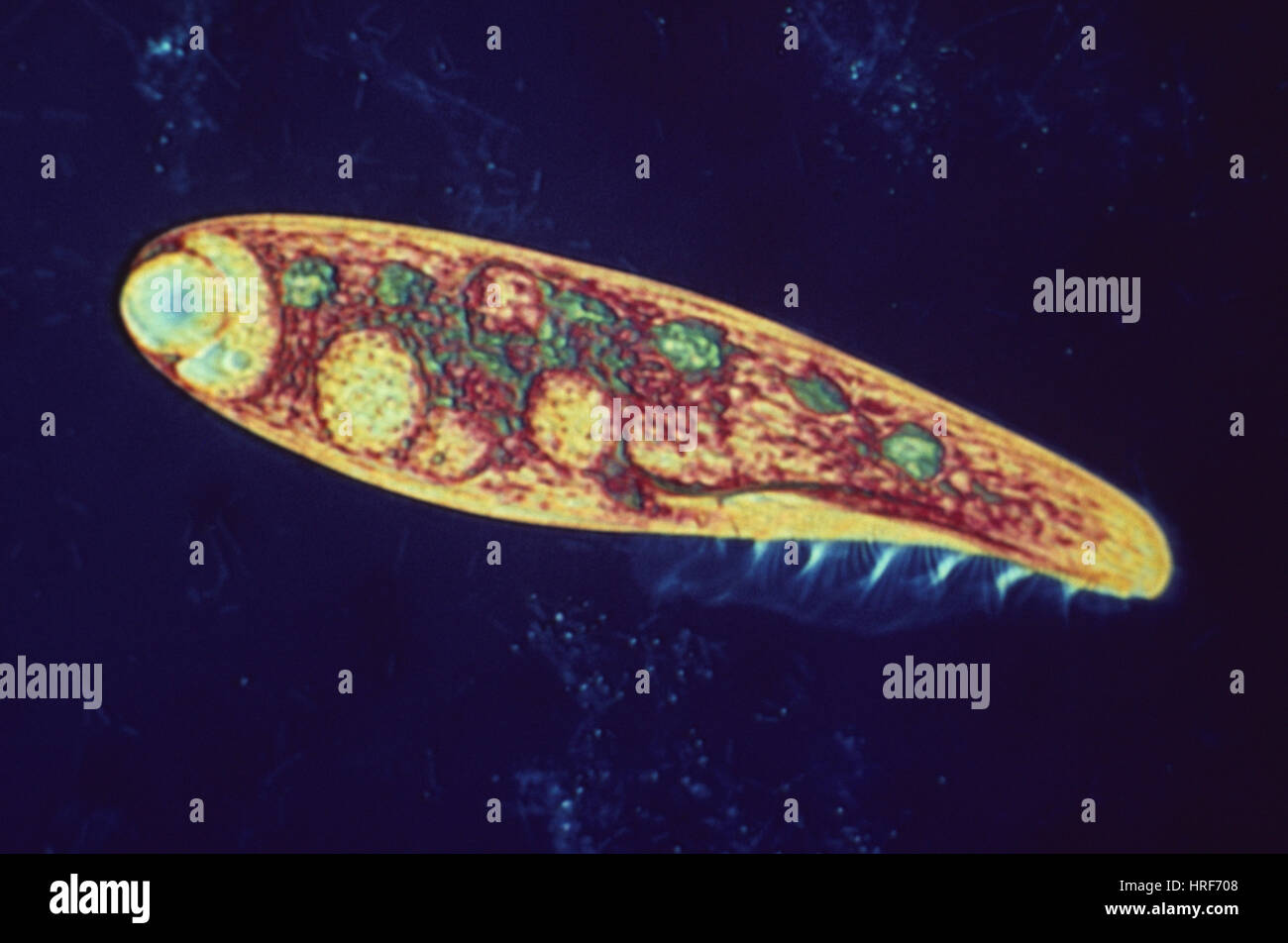 Americanum hi-res stock photography and images - Alamy