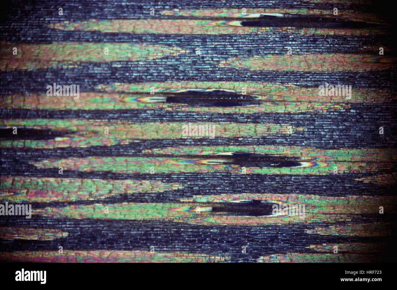 Longitudinal radial section hi-res stock photography and images - Alamy