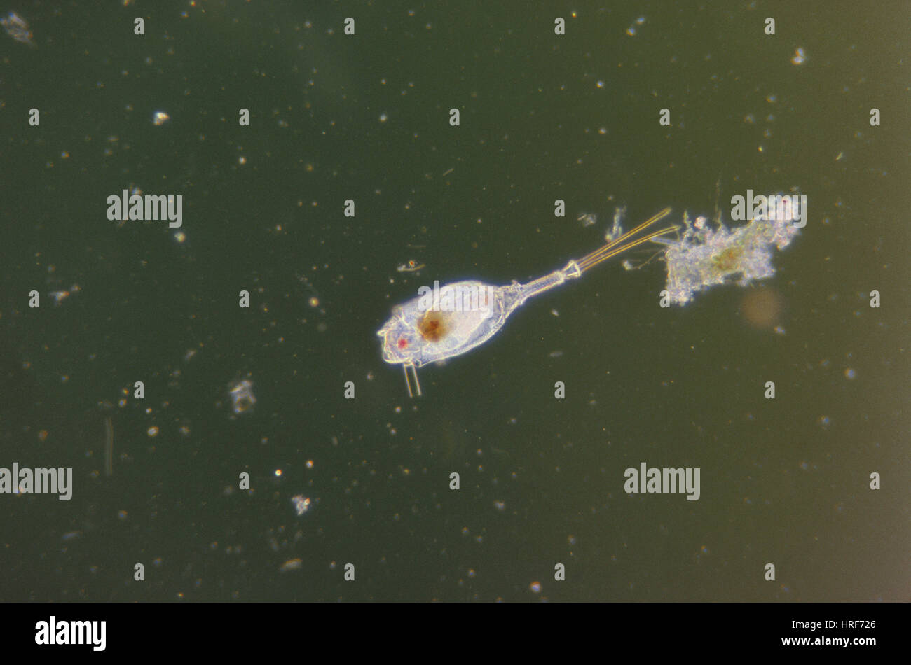 Rotifera hi-res stock photography and images - Alamy