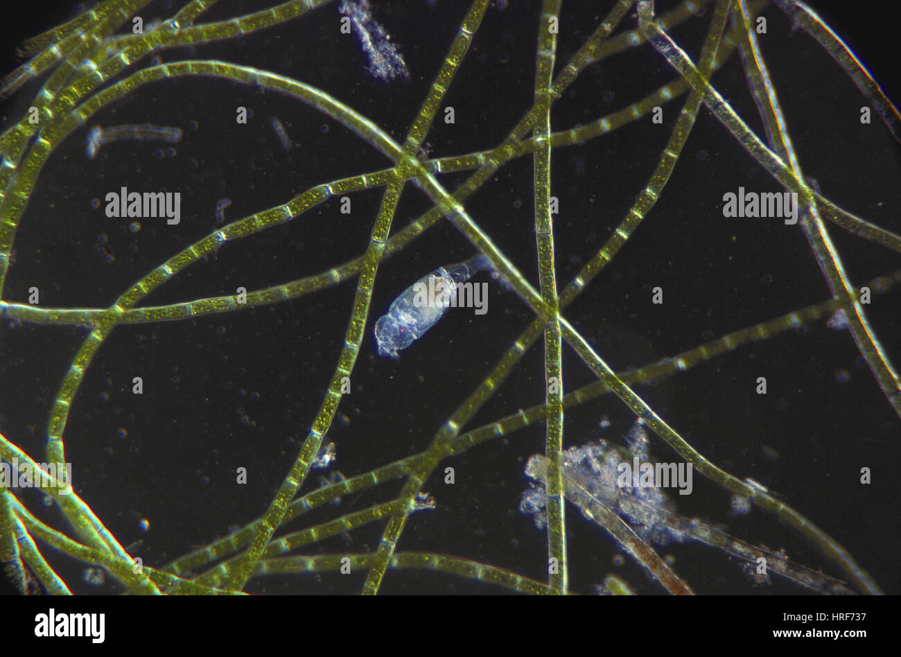 Rotifer species hi-res stock photography and images - Alamy