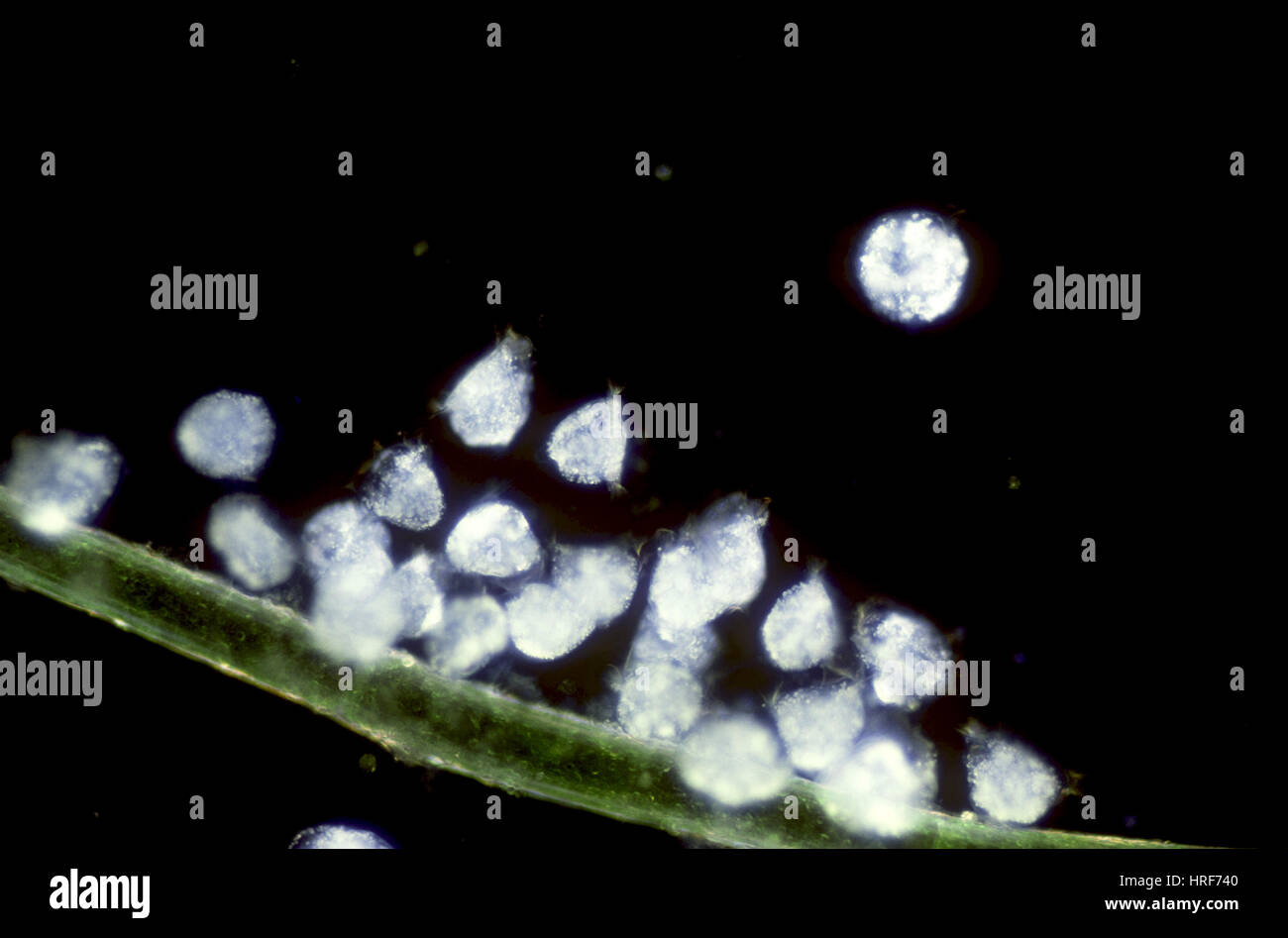 Microbe dark field hi-res stock photography and images - Alamy