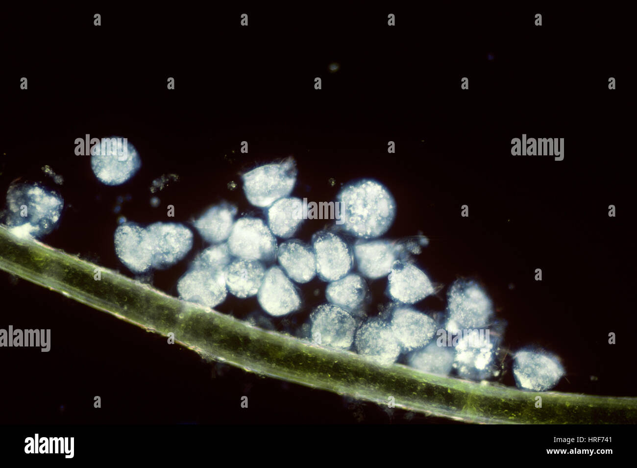 Campanella High Resolution Stock Photography and Images - Alamy