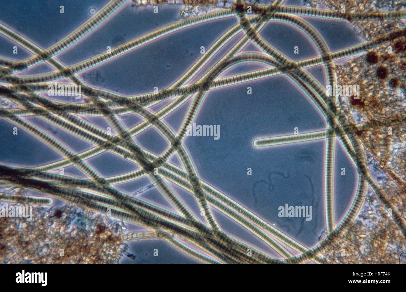 Micrographs Of Cyanobacteria Greenwater Laboratories