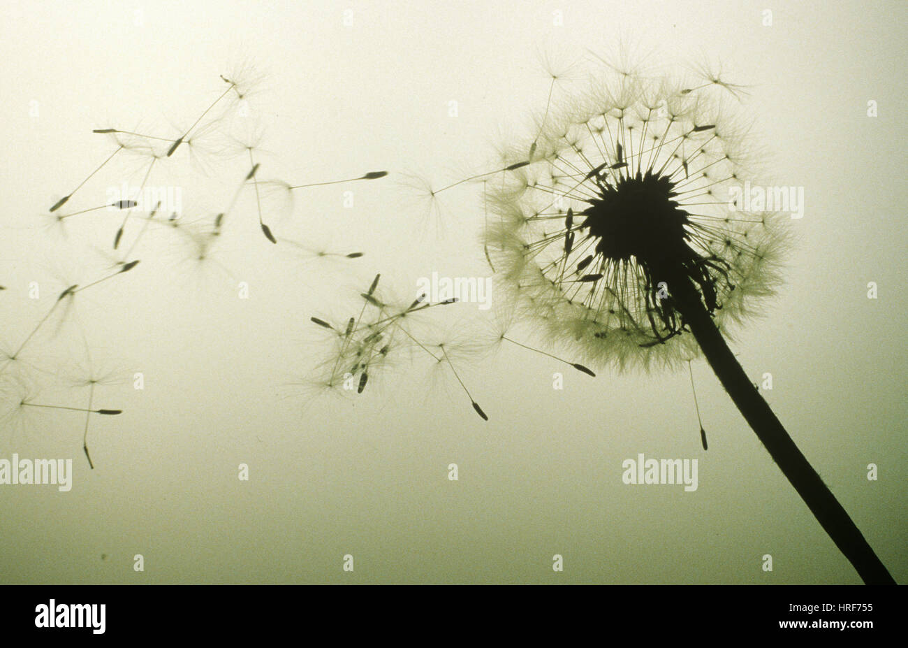 Wind blown seeds hi-res stock photography and images - Alamy