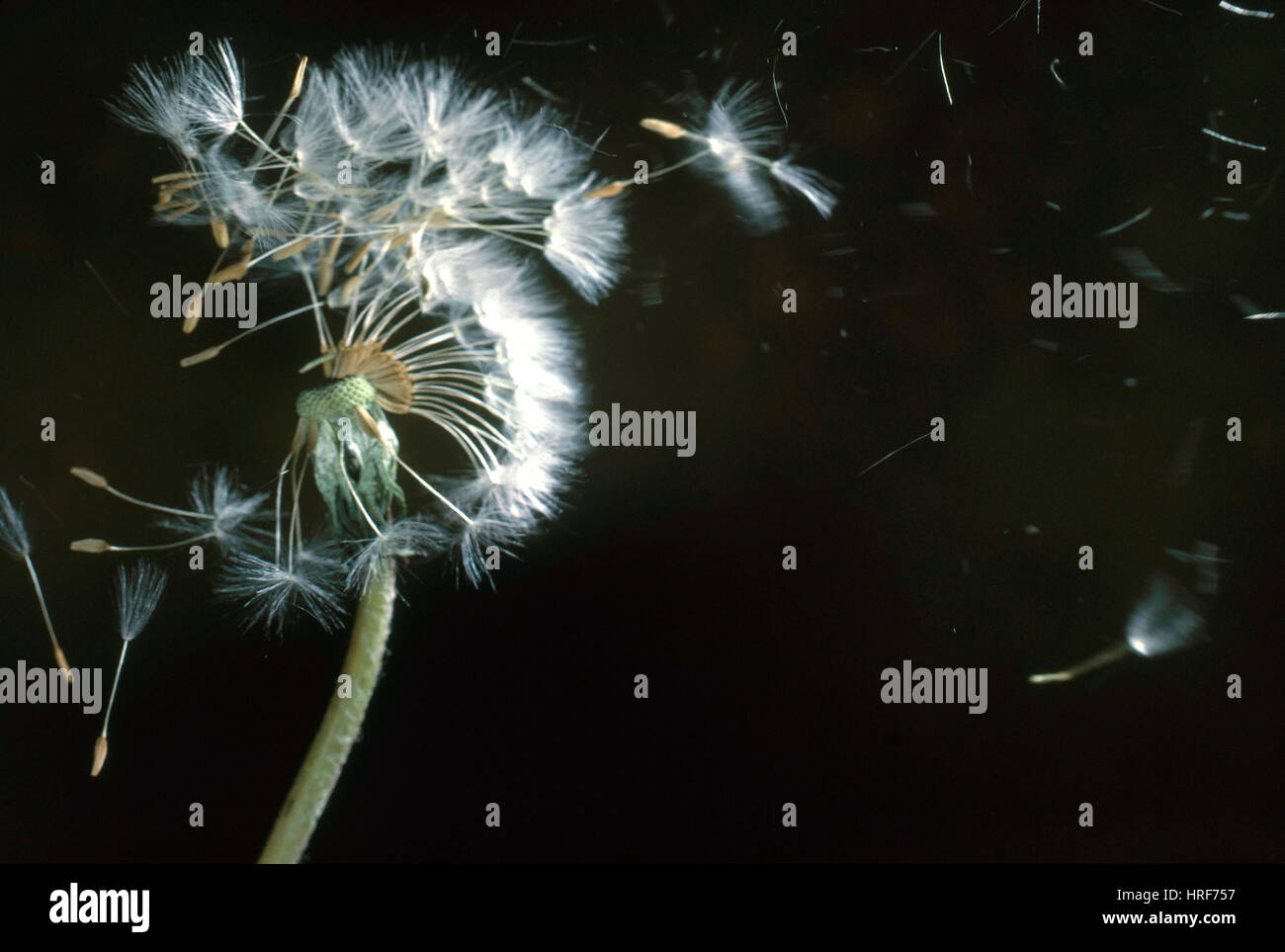 Wind blown flower seeds hi-res stock photography and images - Alamy