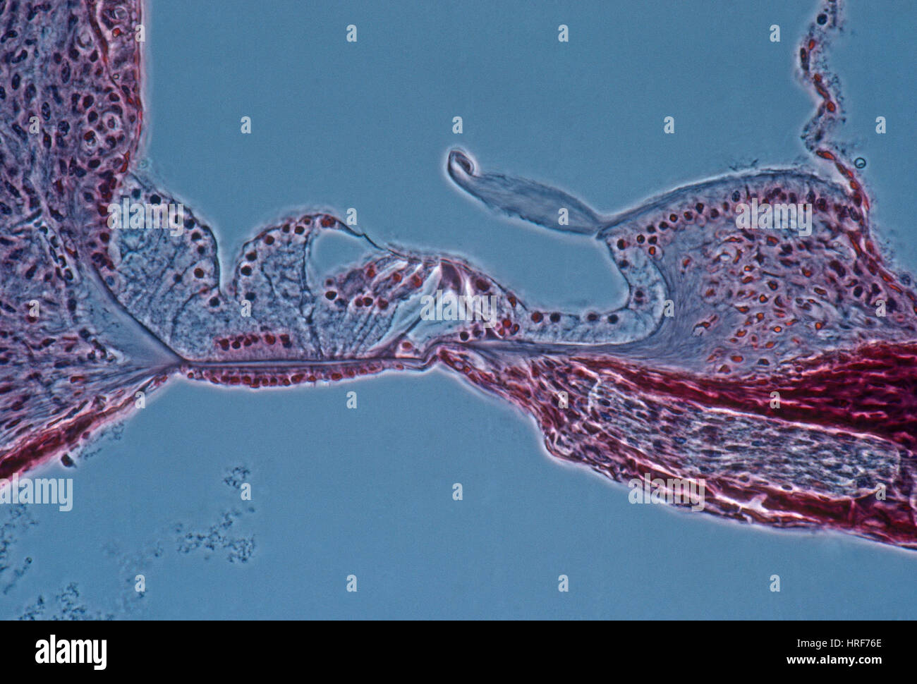 Organ Of Corti Microscope