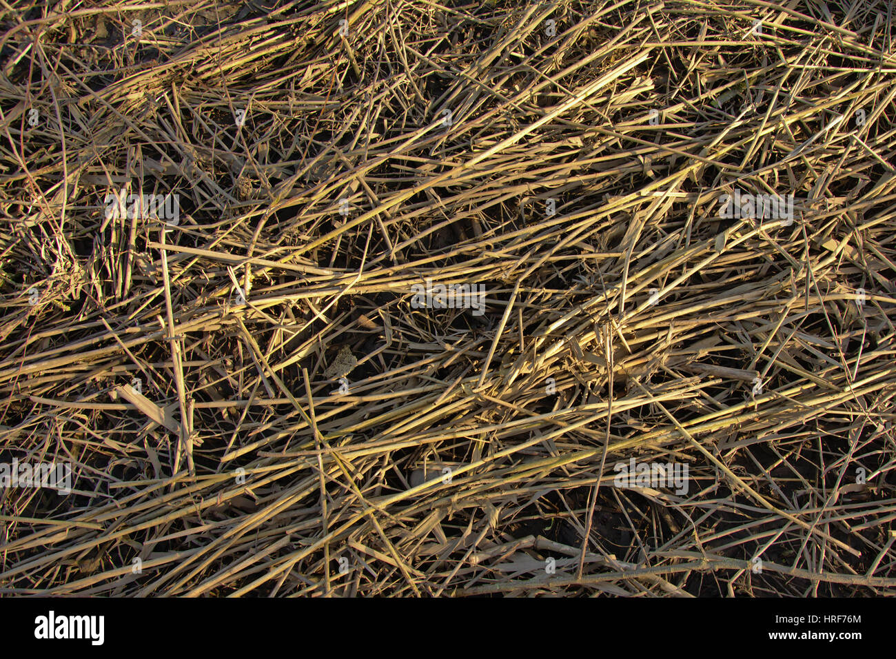 Straw on the floor hi-res stock photography and images - Alamy